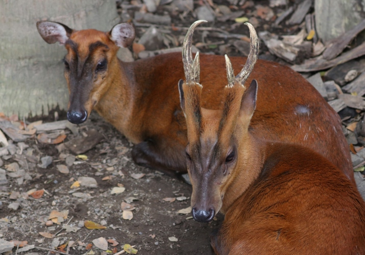 Indian muntjac (Muntiacus muntjak) - Bali Wildlife