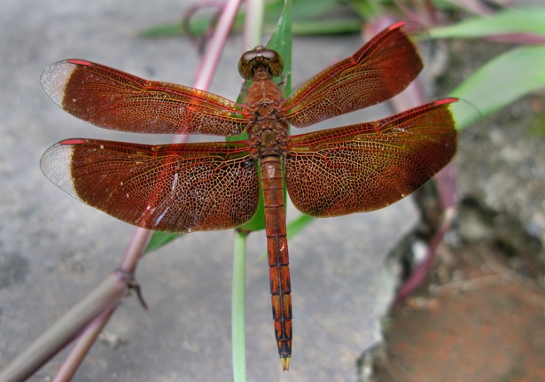 Indonesian Red-winged Dragonfly (Neurothemis terminata) - Bali Wildlife