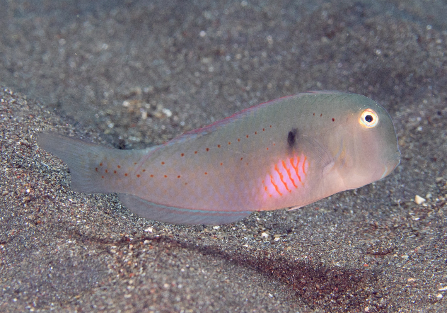 Fivefinger Razorfish (Iniistius pentadactylus) - Bali Wildlife
