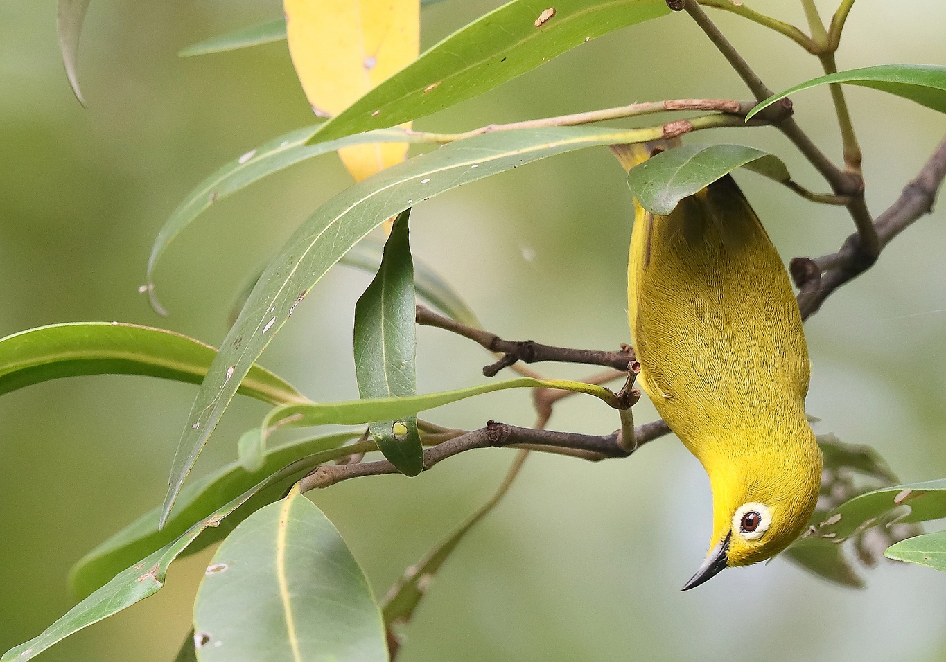 Javan White-Eye (Zosterops flavus) - Bali Wildlife