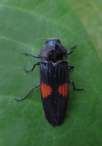 Jewel beetles (Strigoptera bimaculata) - Bali Wildlife