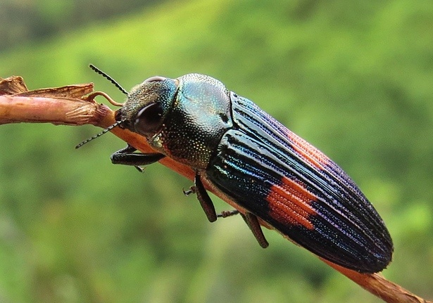 Jewel beetles (Strigoptera bimaculata) - Bali Wildlife