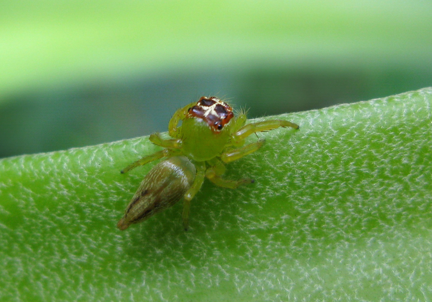 Jumping Spiders (Artabrus erythrocephalus) - Bali Wildlife