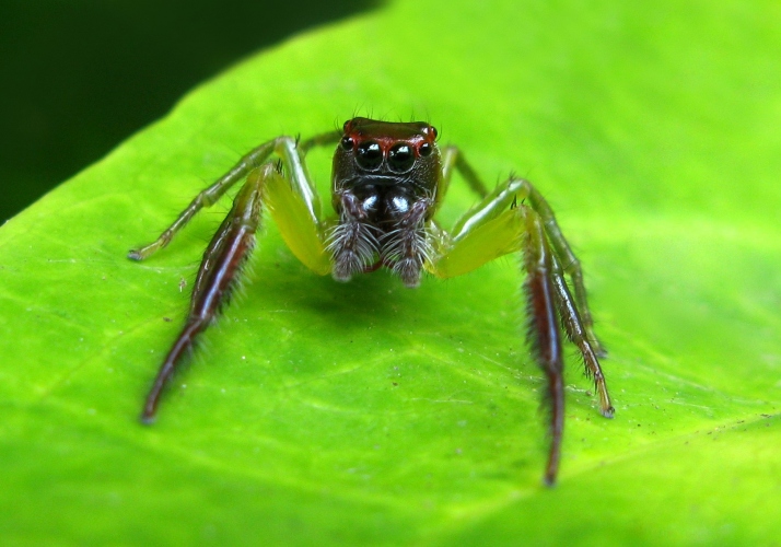 Jumping Spiders (Artabrus erythrocephalus) - Bali Wildlife