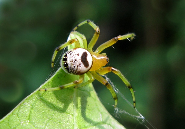 Kidney Garden Spider (Bijoaraneus mitificus) - Bali Wildlife