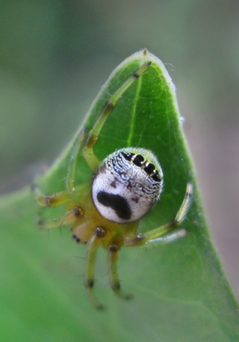Kidney Garden Spider (Bijoaraneus mitificus) - Bali Wildlife