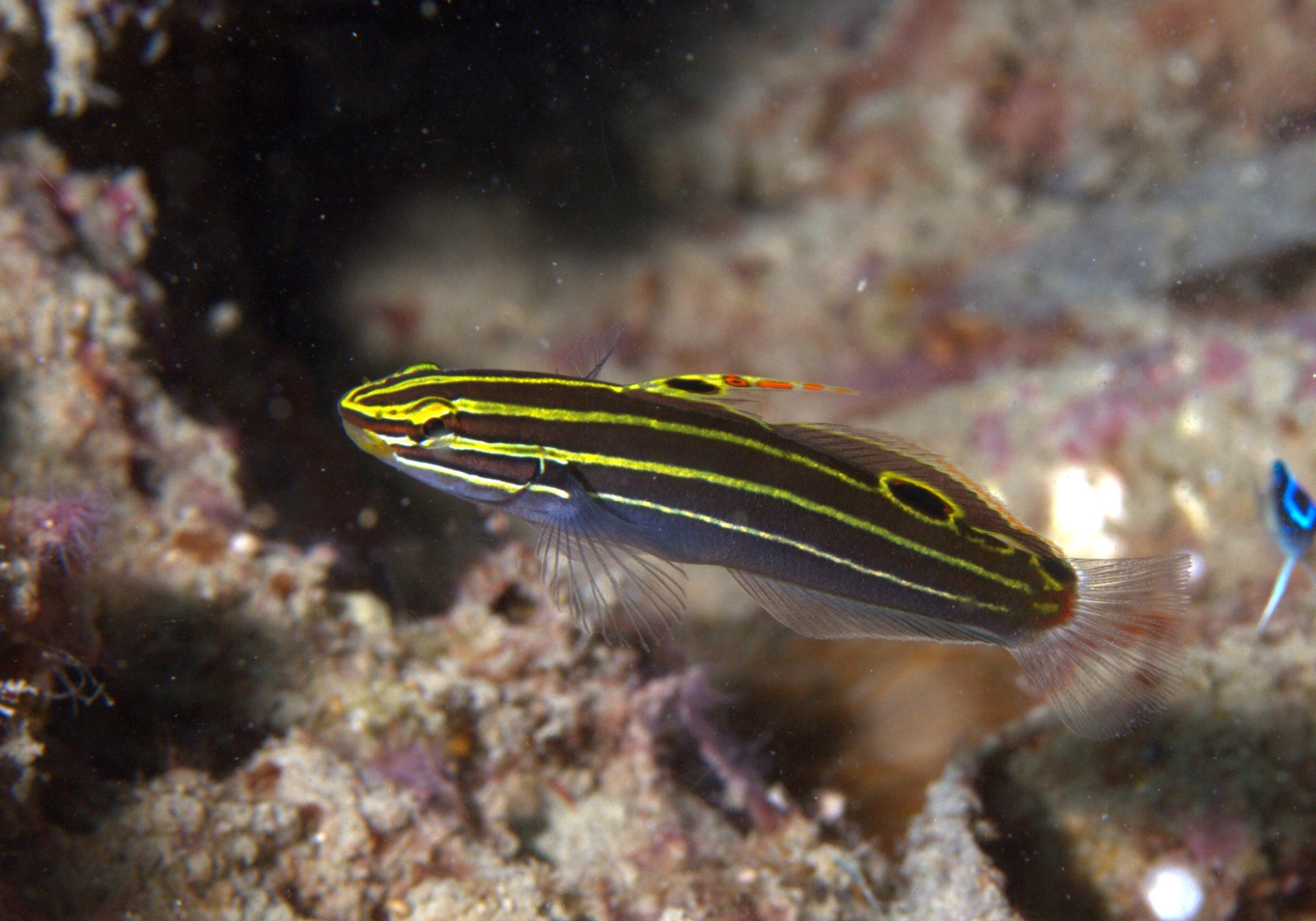 Yellowstripe Goby (Koumansetta hectori) - Bali Wildlife