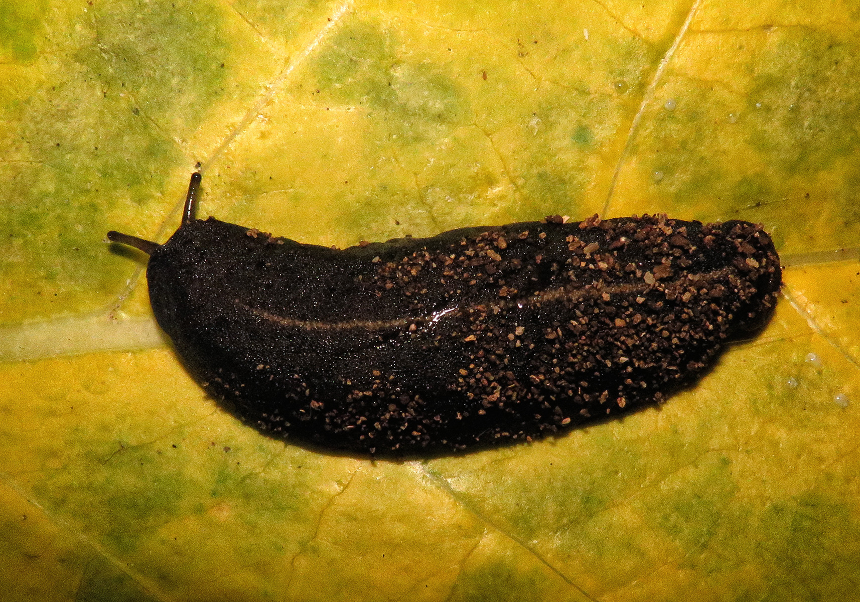 Tropical Leatherleaf Slug (Laevicaulis alte) - Bali Wildlife