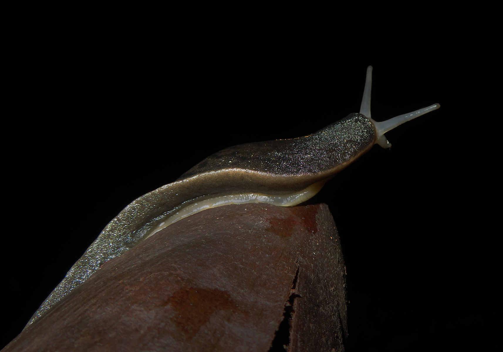 Tropical Leatherleaf Slug (Laevicaulis alte) - Bali Wildlife