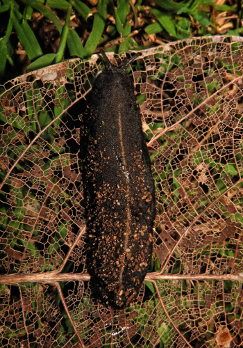 Tropical Leatherleaf Slug (Laevicaulis alte) - Bali Wildlife