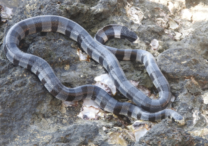 Banded Sea Krait (Laticauda colubrina) - Bali Wildlife