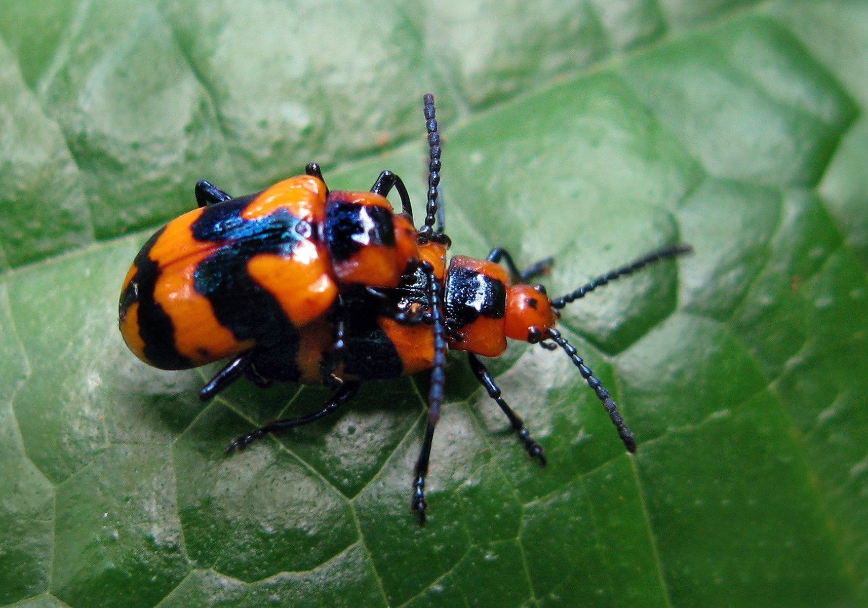 Leaf Beetle (Phyllocharis undulata) - Bali Wildlife