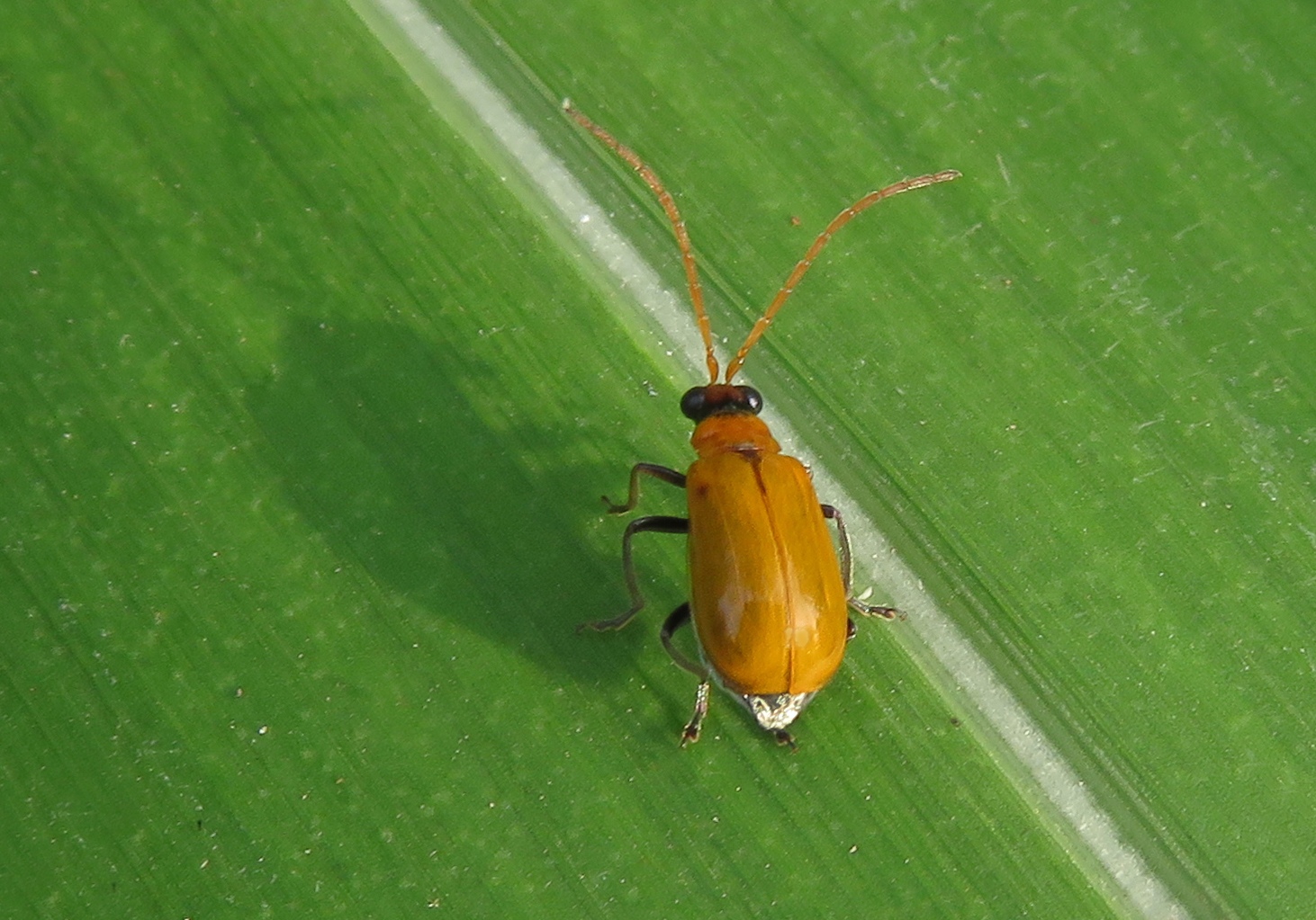 Leaf Beetles (Aulacophora coffeae) - Bali Wildlife