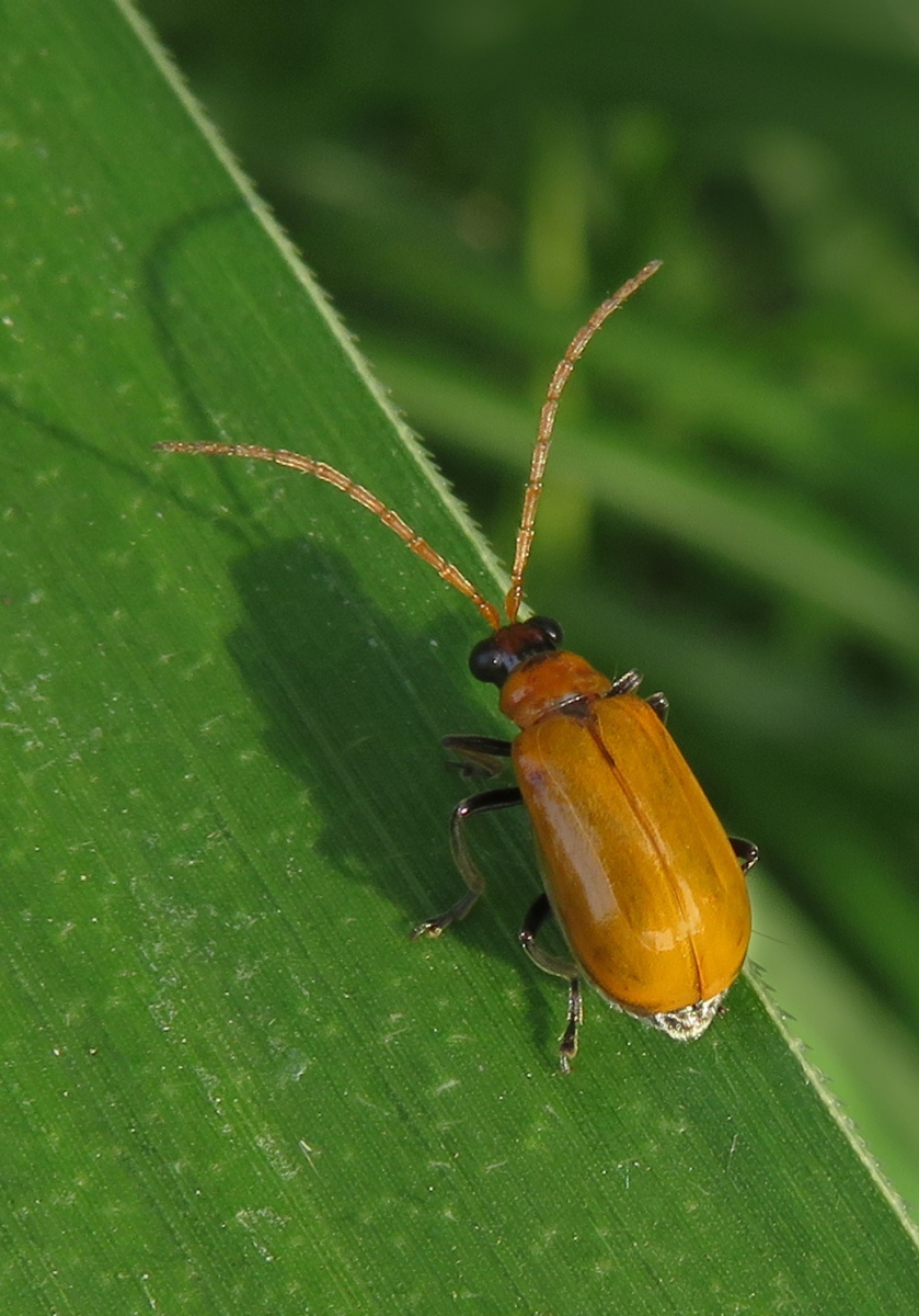 Leaf Beetles (Aulacophora coffeae) - Bali Wildlife