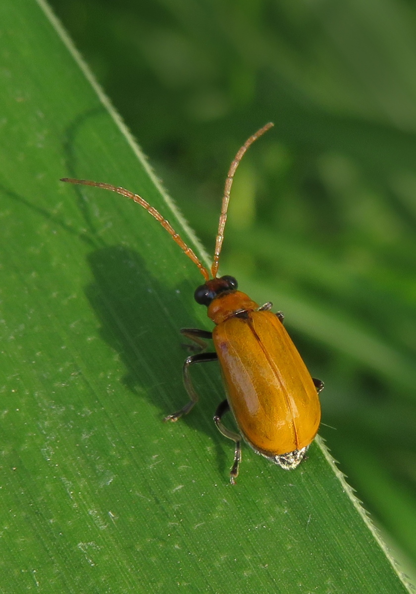 Leaf Beetles (Aulacophora coffeae) - Bali Wildlife