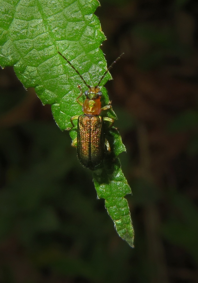 Leaf Beetles (Hoplosaenidea takizawai) - Bali Wildlife