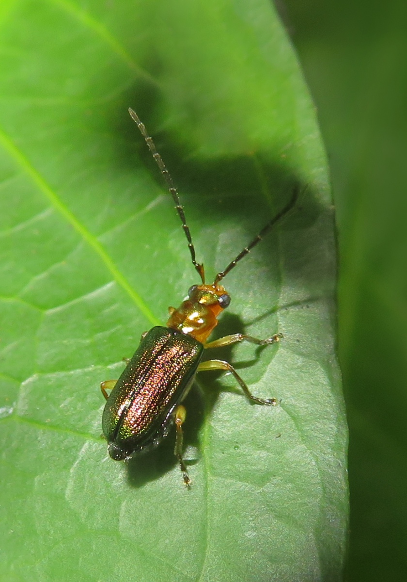 Leaf Beetles (Hoplosaenidea takizawai) - Bali Wildlife