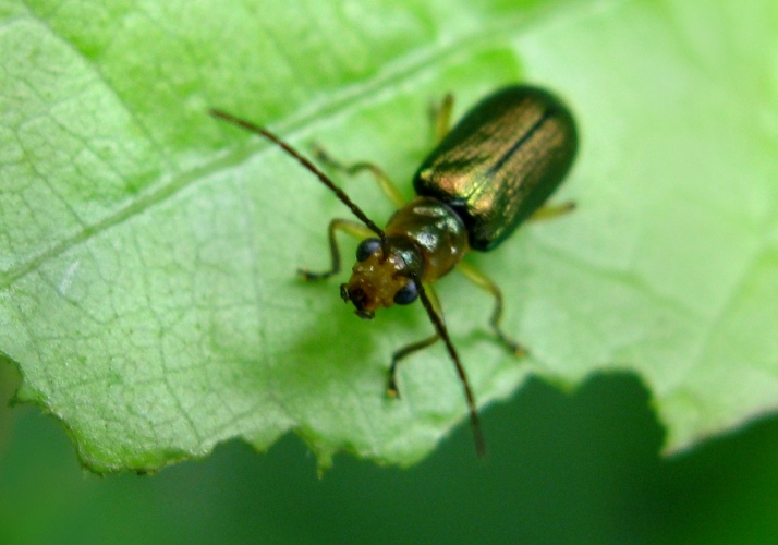 Leaf Beetles (Hoplosaenidea takizawai) - Bali Wildlife