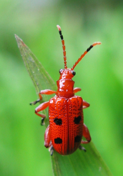 Leaf Beetles (Lema quadripunctata) - Bali Wildlife