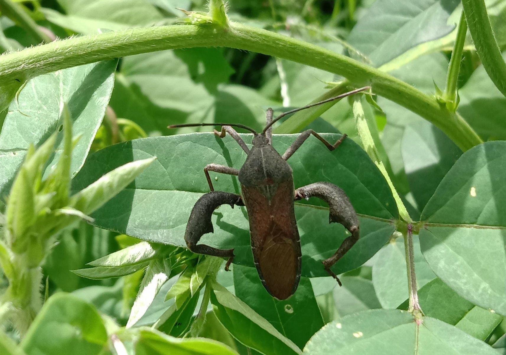Leaf-footed Bugs (Anoplocnemis phasianus) - Bali Wildlife