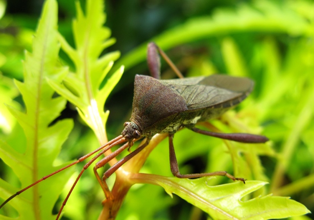 Leaf-footed Bugs (Mictis longicornis) - Bali Wildlife