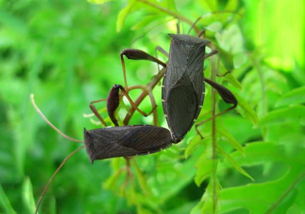 Leaf Footed Bugs Mictis Longicornis Bali Wildlife