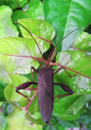 Leaf-footed Bugs (Mictis longicornis) - Bali Wildlife