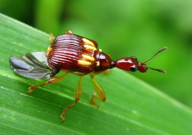 Leaf-rolling Weevils (Hamiltonius quadriguttatus) - Bali Wildlife