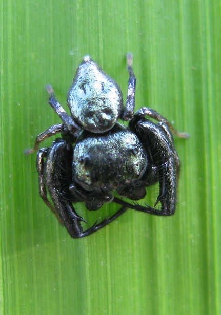 Jumping Spiders (Ligurra latidens) - Bali Wildlife