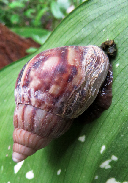 African Giant Snail (Lissachatina fulica) - Bali Wildlife