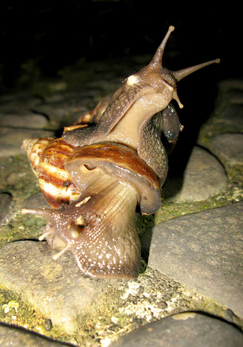 African Giant Snail (Lissachatina fulica) - Bali Wildlife