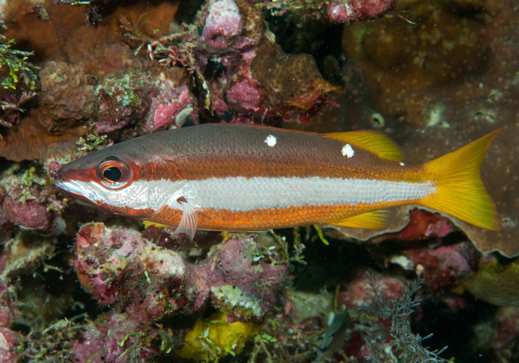 Twospot Snapper (Lutjanus biguttatus) - Bali Wildlife