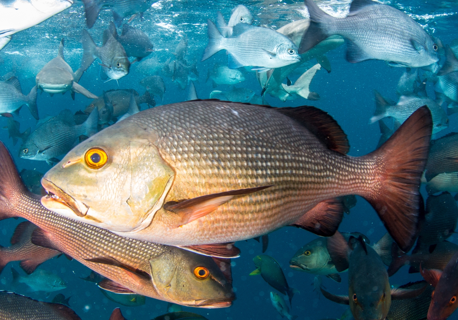 Two-spot Red Snapper (Lutjanus bohar) - Bali Wildlife