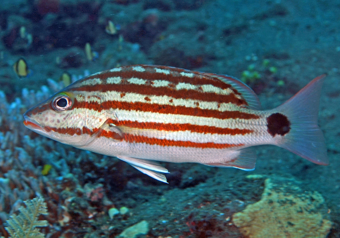 Checkered Snapper (Lutjanus decussatus) - Bali Wildlife