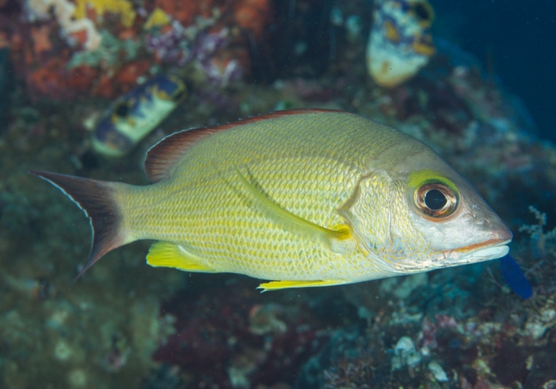Blacktail Snapper (Lutjanus fulvus) - Bali Wildlife
