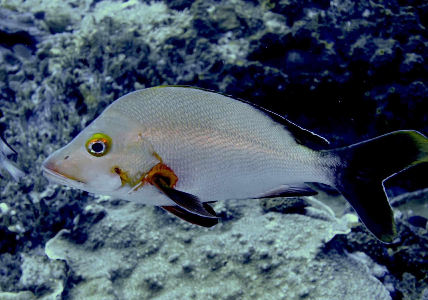 Humpback Snapper (Lutjanus gibbus) - Bali Wildlife