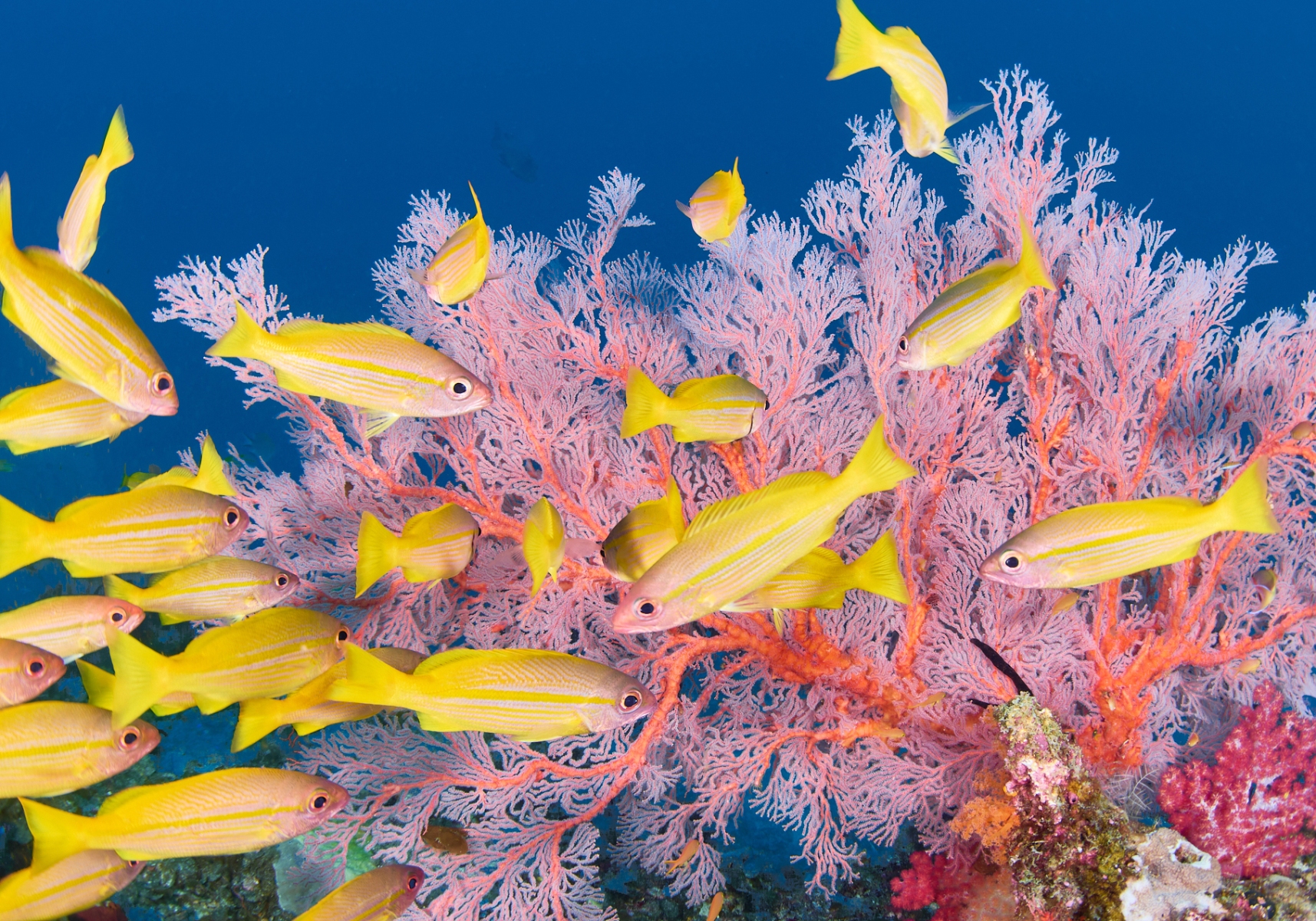 Bigeye Snapper (Lutjanus lutjanus) - Bali Wildlife