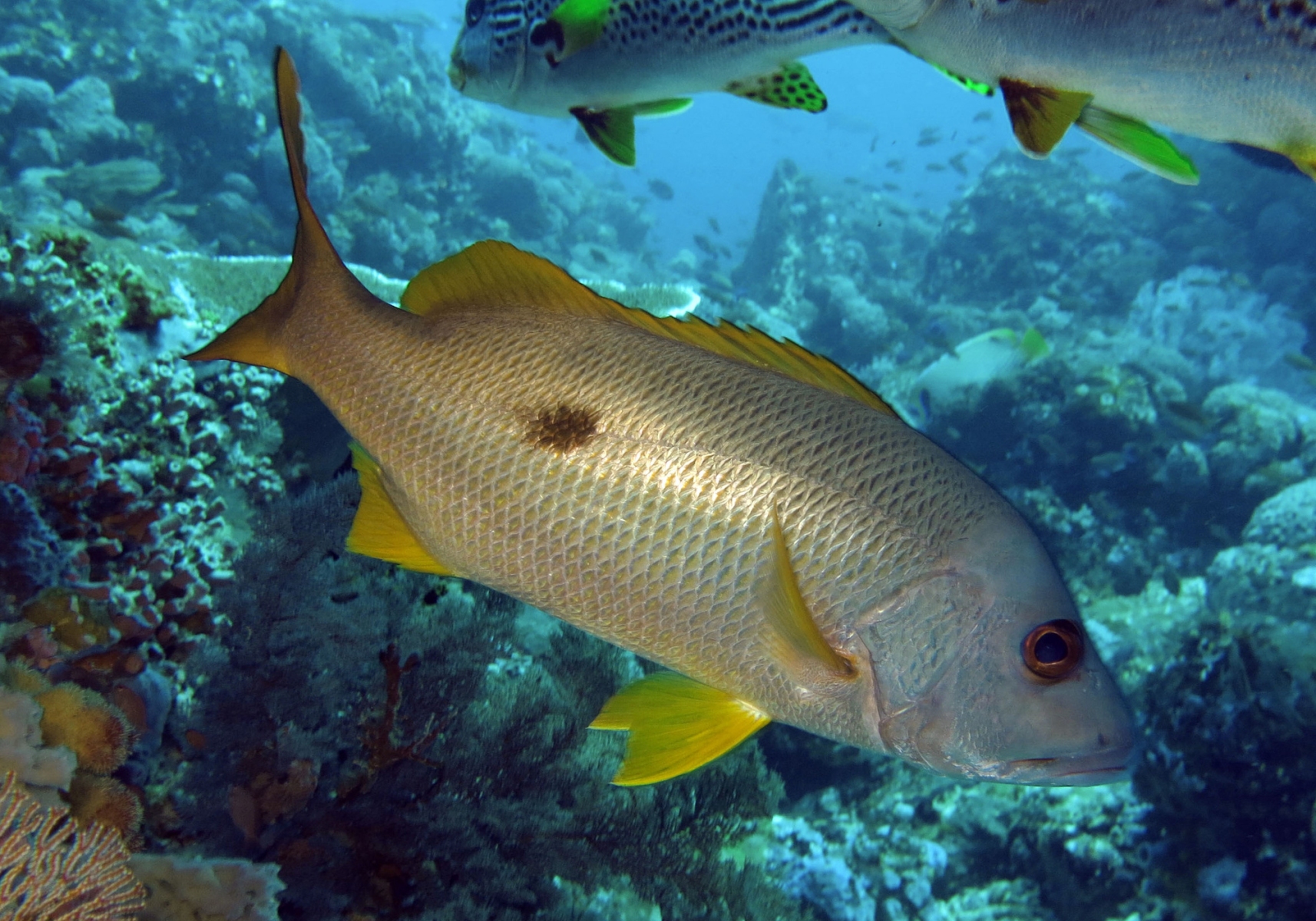 Onespot Snapper (Lutjanus monostigma) - Bali Wildlife