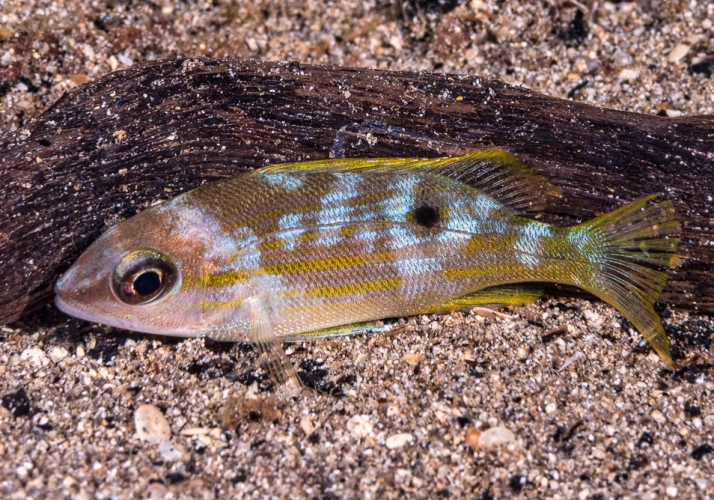 Yellowlined Snapper (Lutjanus rufolineatus) - Bali Wildlife