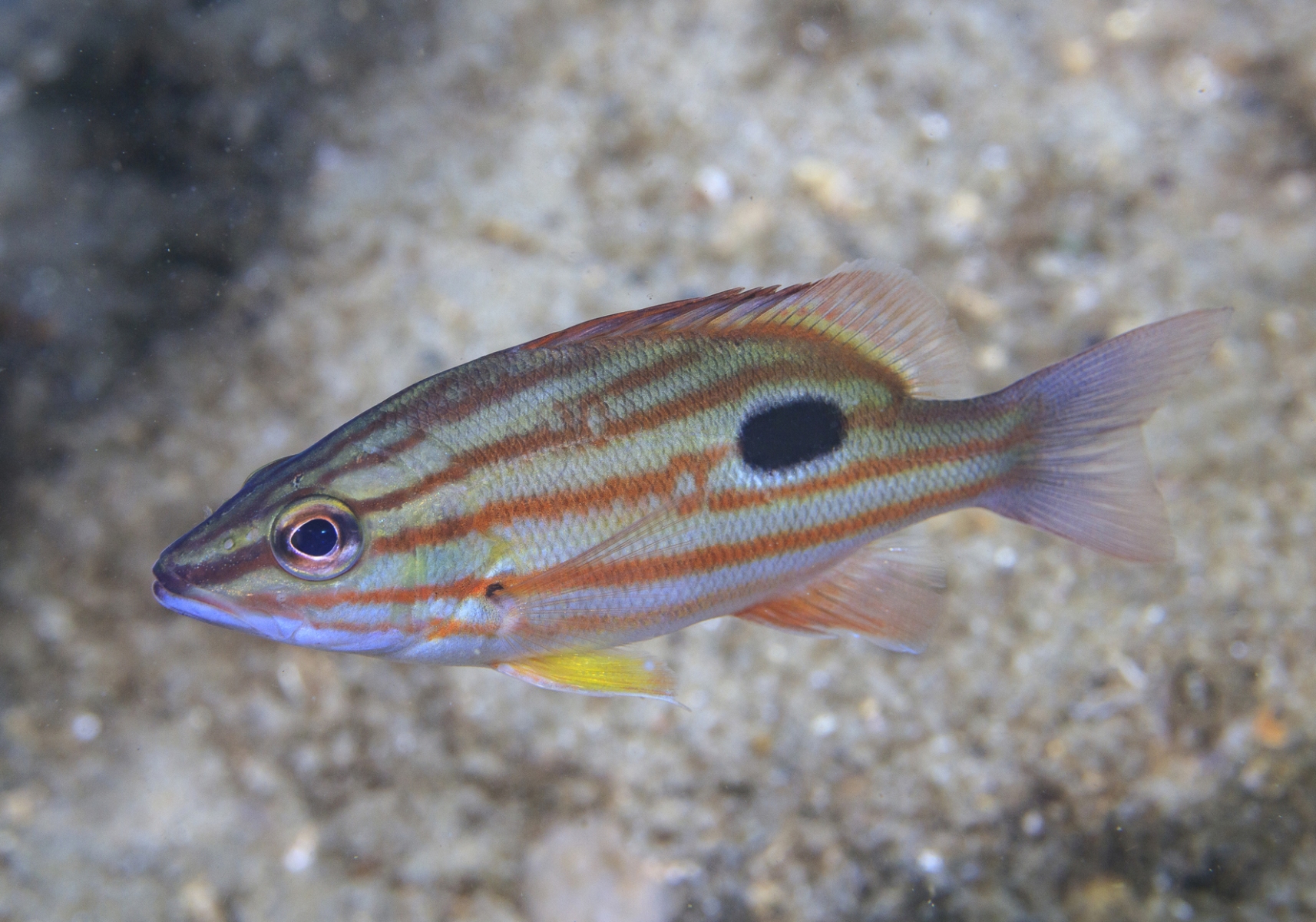 Moses' Snapper (Lutjanus russellii) - Bali Wildlife