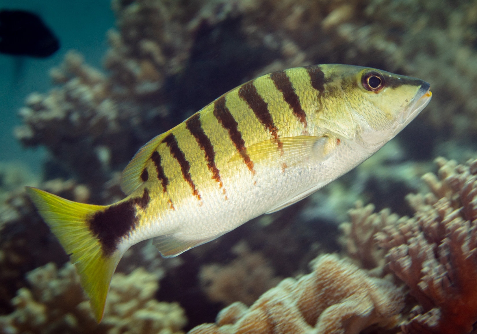 Blackbanded Snapper (Lutjanus semicinctus) - Bali Wildlife