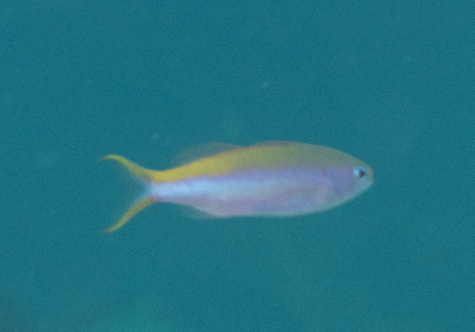 Magenta Slender Anthias (Luzonichthys waitei) - Bali Wildlife