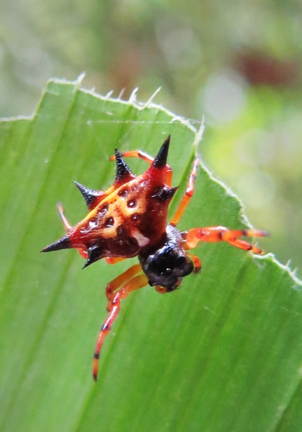 Hasselt's Spiny Spider (Macracantha hasselti) - Bali Wildlife