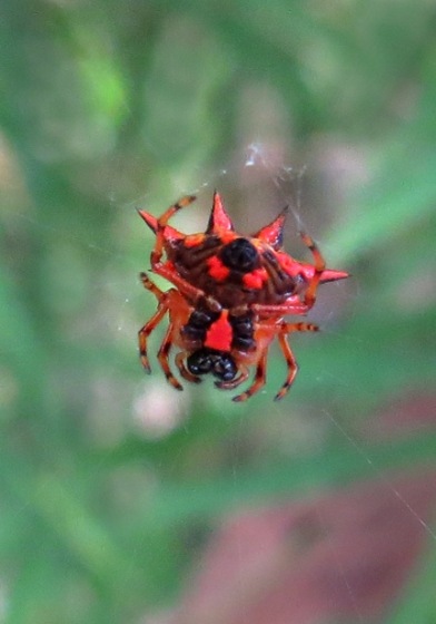 Hasselt's Spiny Spider (Macracantha hasselti) - Bali Wildlife