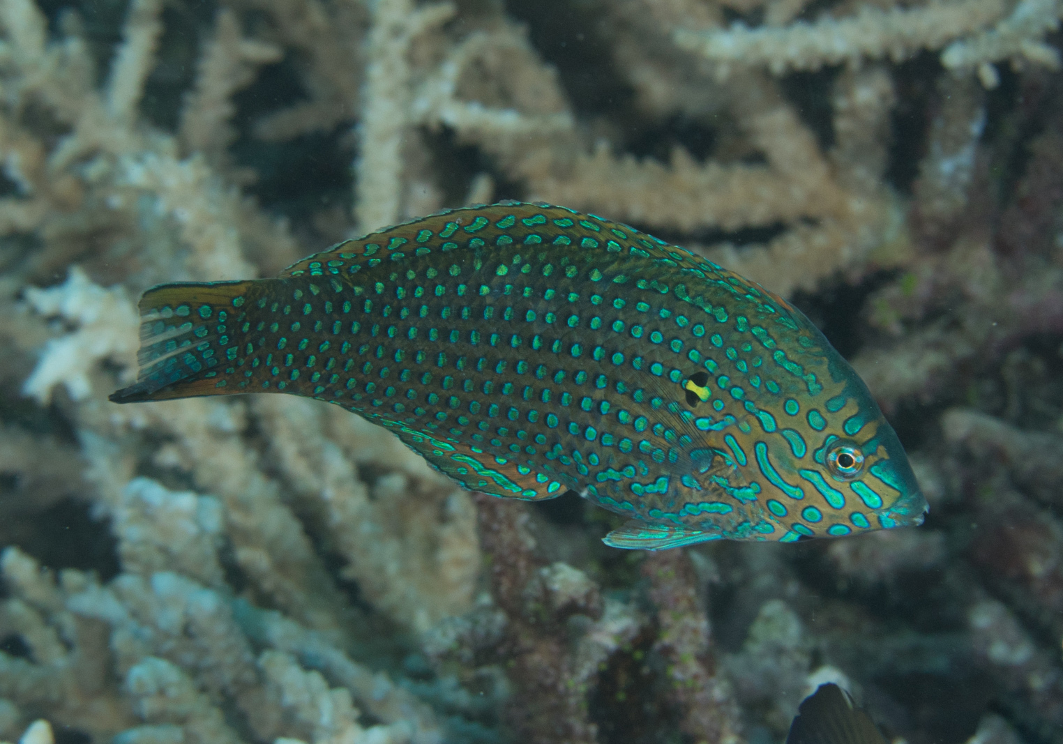 Leopard Wrasse (Macropharyngodon meleagris) - Bali Wildlife