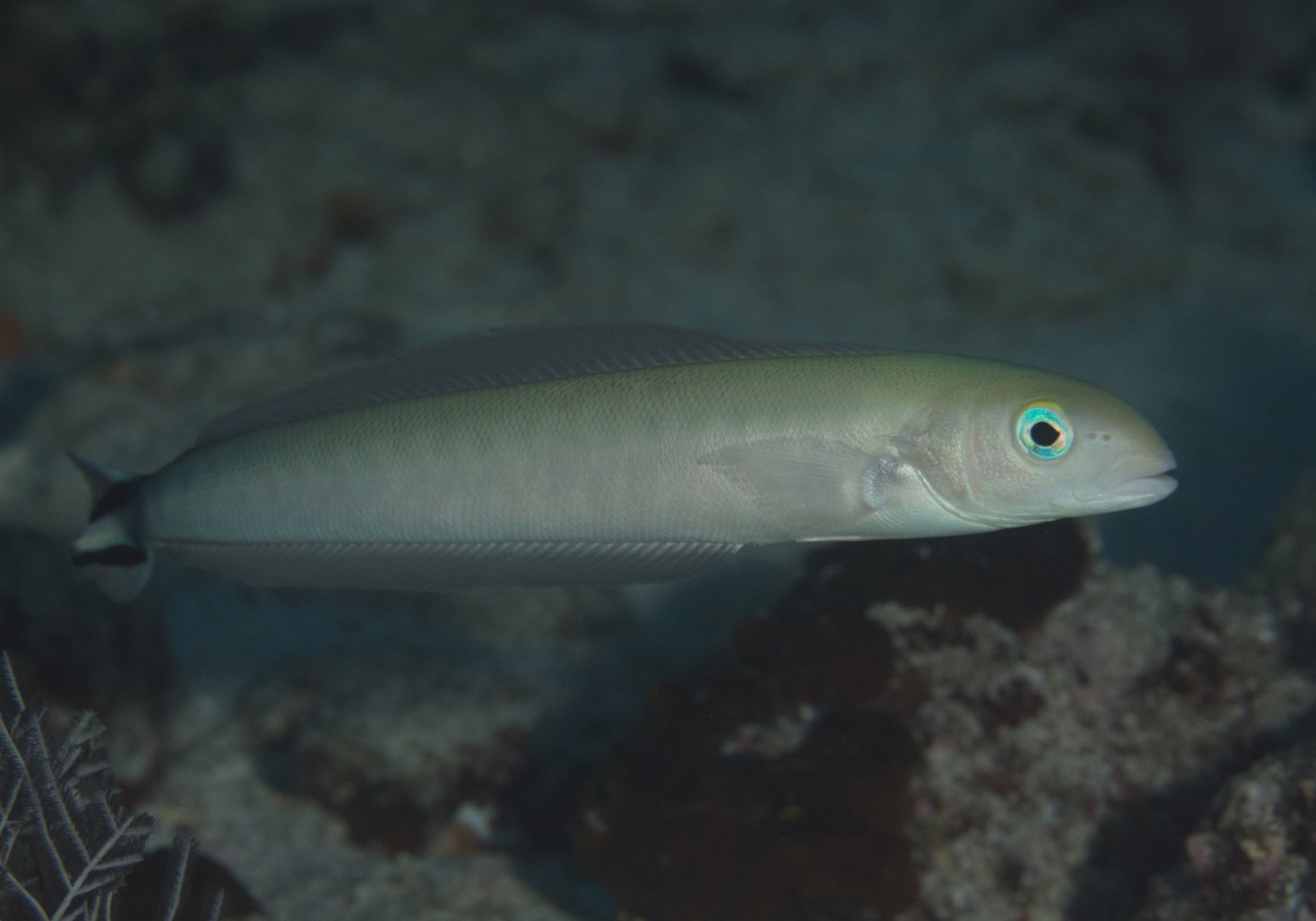 Flagtail Blanquillo (Malacanthus brevirostris) - Bali Wildlife