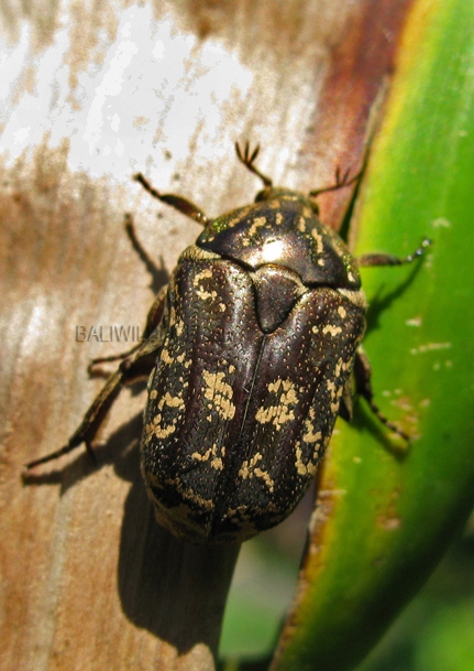 Mango Flower Beetle (Protaetia acuminata) - Bali Wildlife