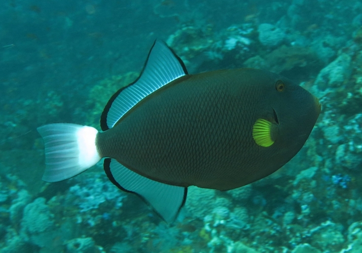 Pinktail Triggerfish (Melichthys vidua) - Bali Wildlife