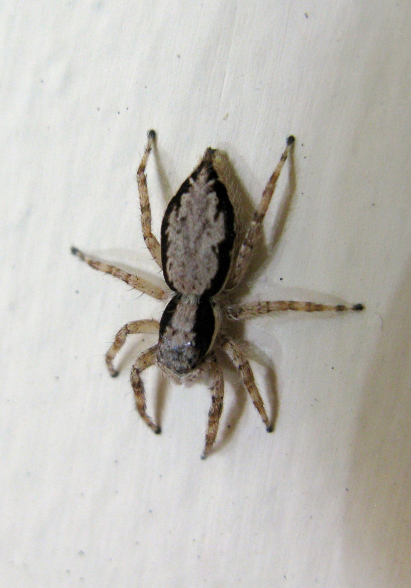 Gray Wall Jumping Spider (Menemerus bivittatus) - Bali Wildlife