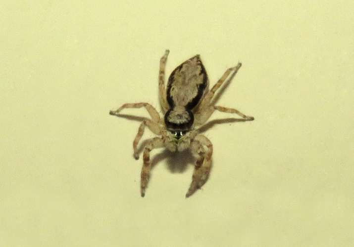 Gray Wall Jumping Spider (Menemerus bivittatus) - Bali Wildlife